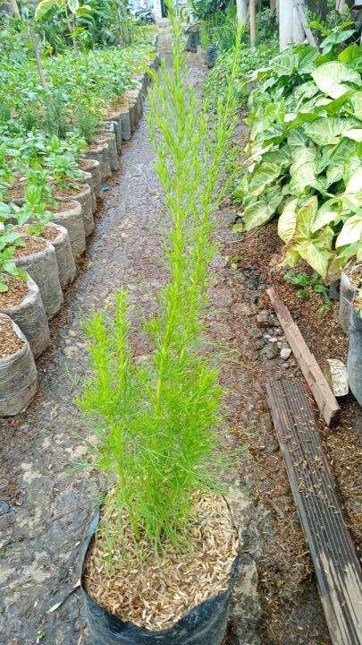 Tanaman hidup Dil/Cemara laut | Lazada Indonesia