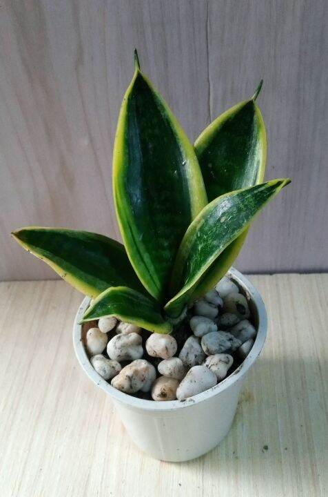 Dwarf Snake Plant Air Purifier Indoor and Outdoor Plants With Pot Soil ...