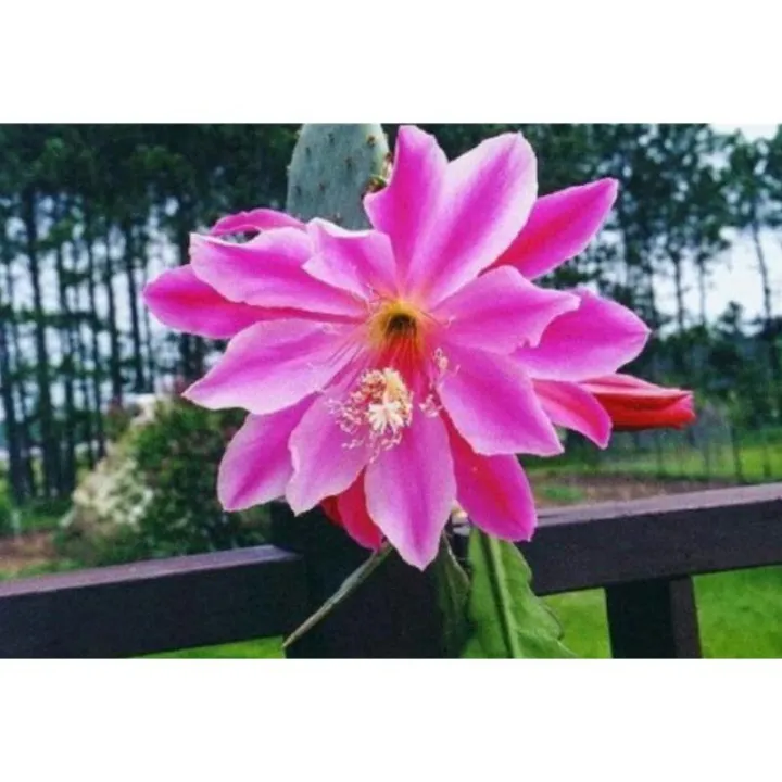 pokok bunga bakawali magenta | Lazada