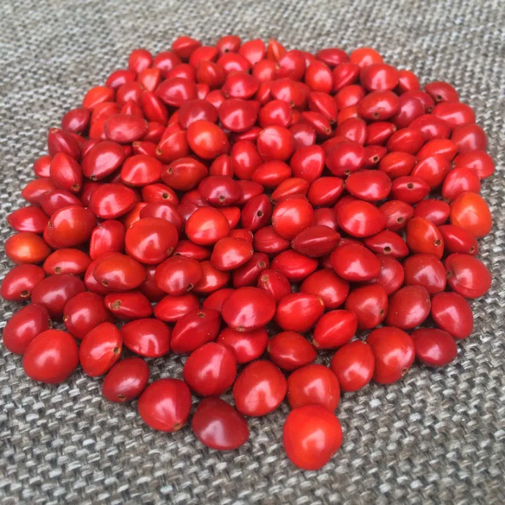 Natural Red Bean Bodhi Original Seed Lovesick Bean Sea Red Bean ...