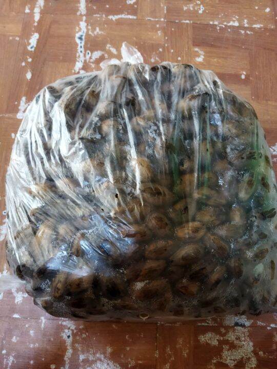 1 can Buwa/Bunga pang Nga-nga from Ifugao 6.5 to 8 kilos | Lazada PH