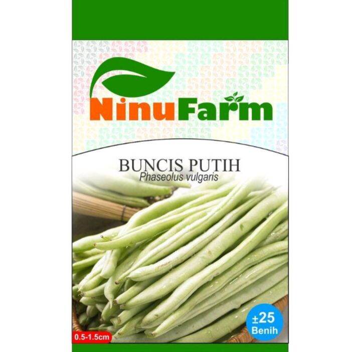 BENIH BUNCIS PUTIH / BIBIT HUNCIS KACANG PUTIH / BIBIT SAYURAN TANAMAN ...