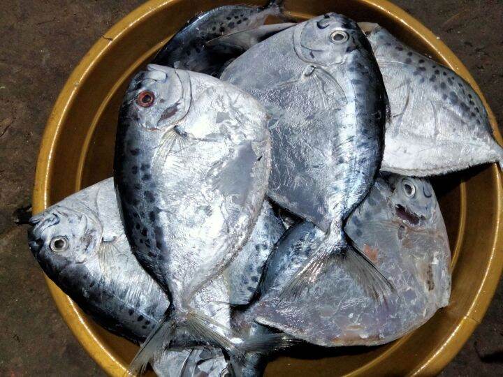 ikan etem/ Ikan Semar yang sudah di olah dengan bersih dan kasih bumbu ...