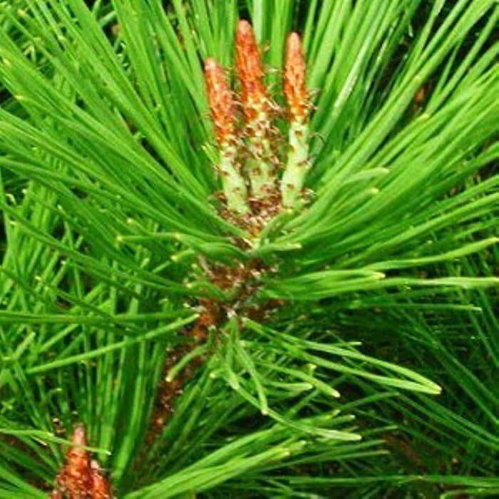 Daun Pinus 1Kg Kondisi Segar Sehat Murah | Lazada Indonesia