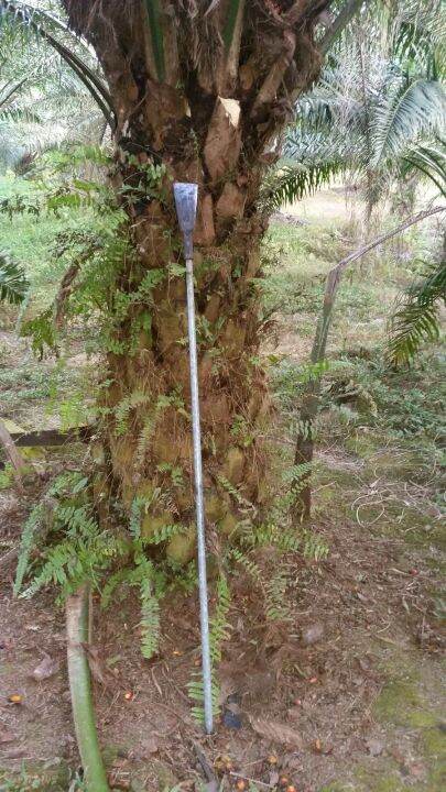 Pahat Sawit Siap Batang 2 meter / Palm Oil Chisel with Handle 2 meter ...