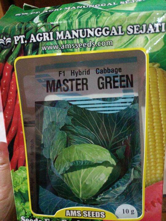 Benih kol/kubis MASTER GREEN (F1 hybrid cabbage) AMS SEEDS | Lazada ...