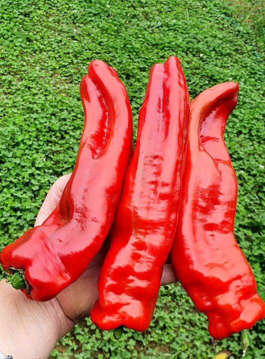 Giant Sweet Palermo Pepper Seeds/Benih 20pcs 意大利巨型甜椒种子20粒 | Lazada