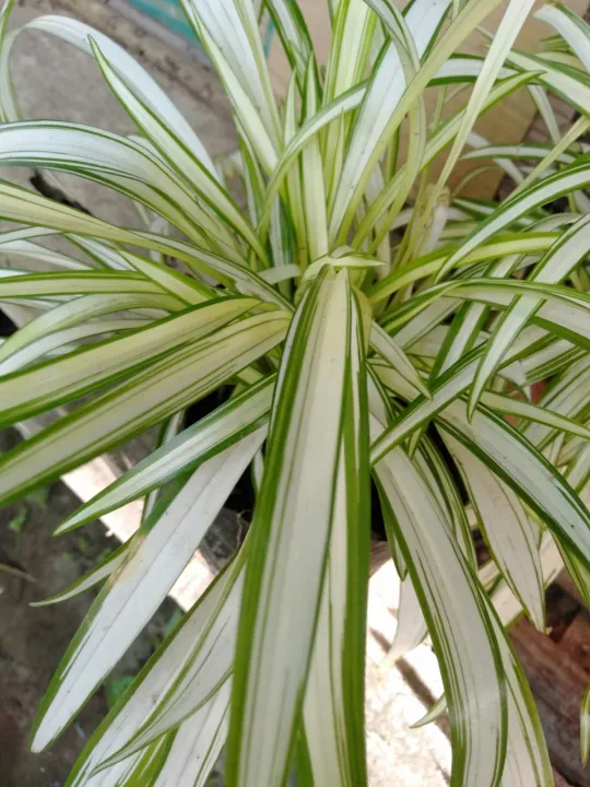 CHLOROPHYTUM CAPENSE SPIDER PLANT ROOTED PLANT | Lazada PH