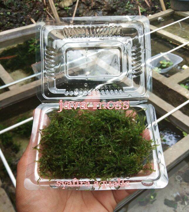 java moss full air tanaman aquascape per mika hiasan aquarium dan aquascape | Lazada Indonesia