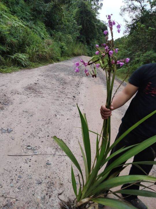 pokok orkid pinang /orkid tanah /orkid hutan (bunga warna purple) dalam ...