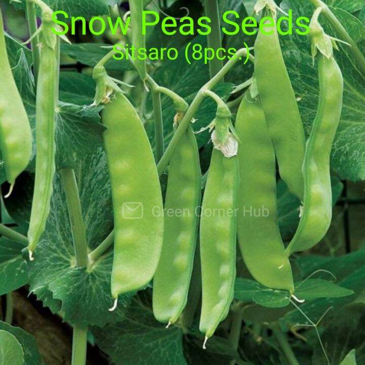 Snow Peas Seeds (Sitsaro/ 8seeds) | Lazada PH