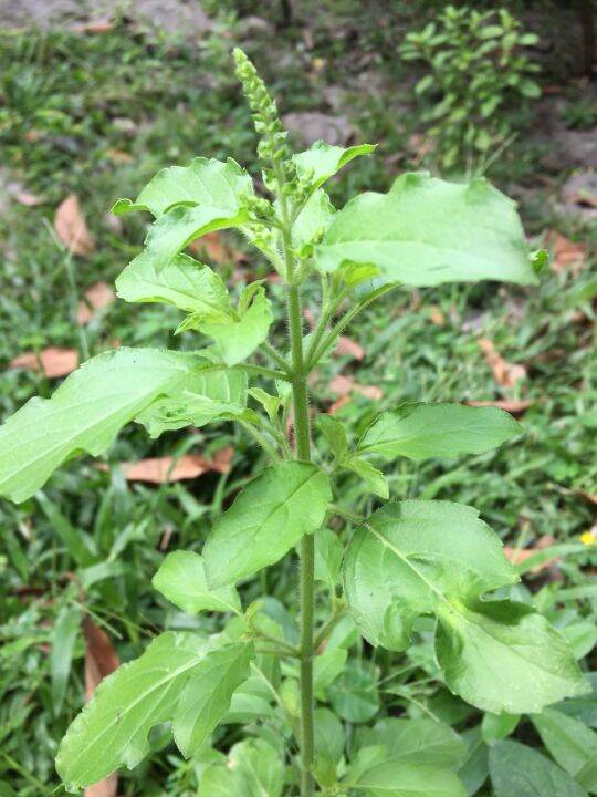 Holy Basil Live plant/LUZON Buyers Only | Lazada PH
