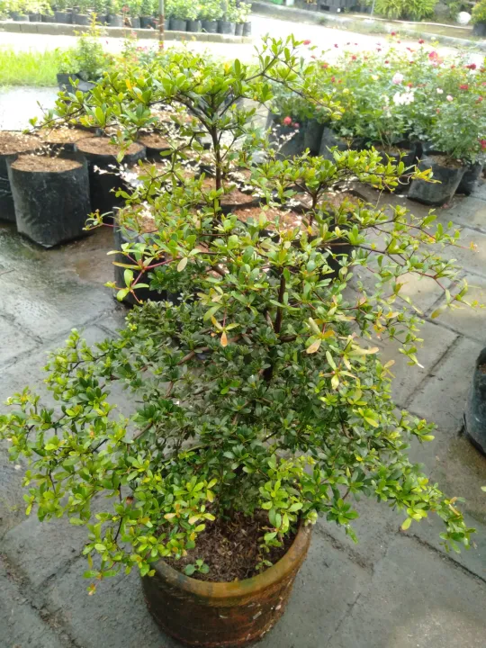 Bucida live | Lazada PH