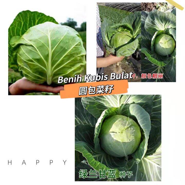 Benih Kubis Bulat Manis / Cabbage Seeds / 甘蓝包菜种子"20pcs | Lazada