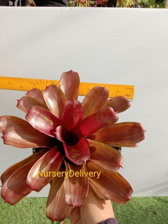 Bromeliad Fireball Var | Lazada
