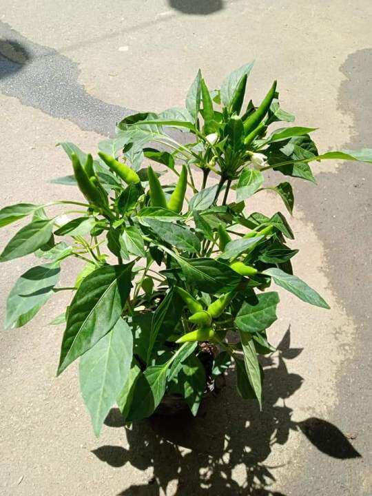 Live Plant Sili Red Plant Siling Labuyo Plant Tree Indoor Plant Outdoor ...