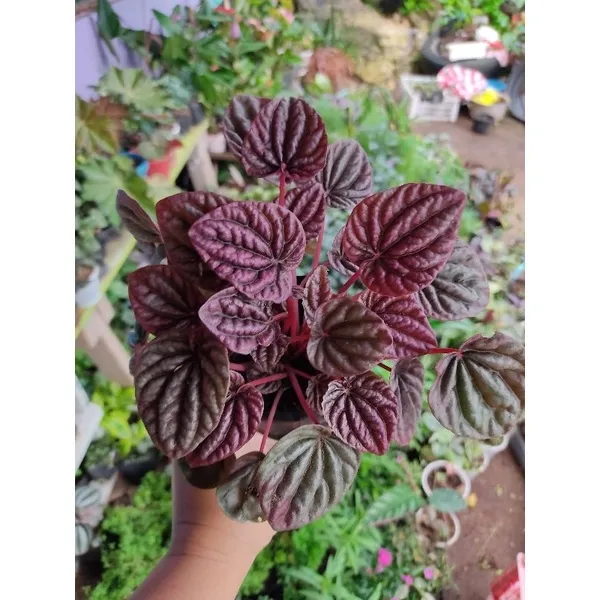 Red Caperata Peperomia | Lazada PH