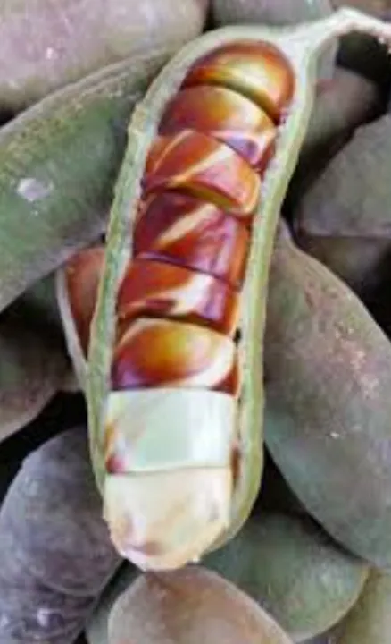 Buah genuak/kerdas terbaik dari ladang pahang 500g | Lazada