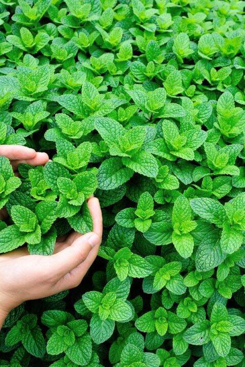 Daun Mint Segar Kemasan 250 gram | Lazada Indonesia