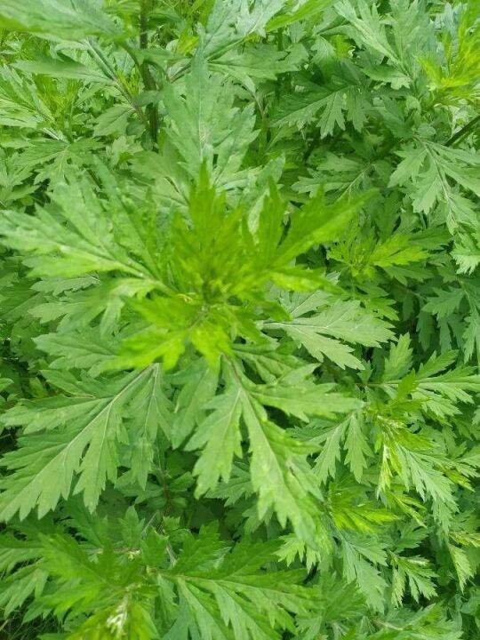 Daun Kenikir segar 1kg murah | Lazada Indonesia