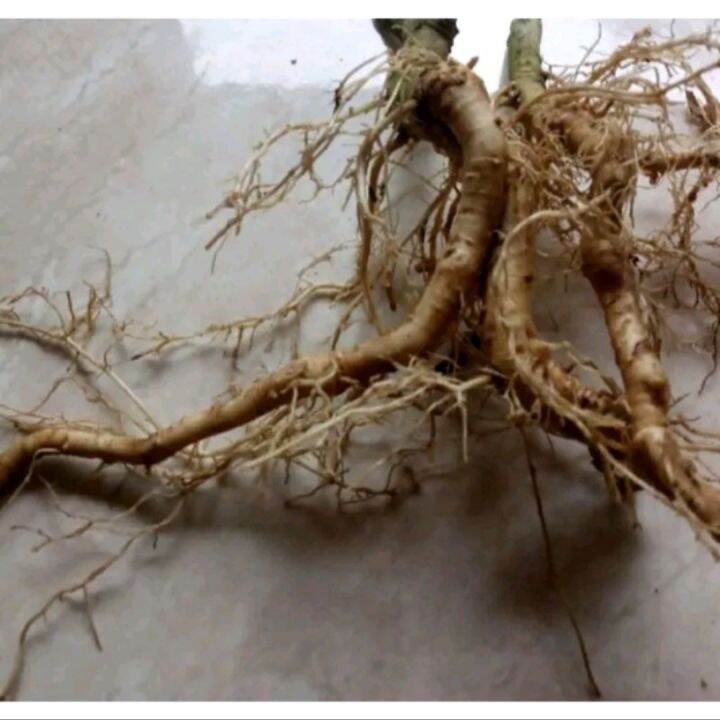 Akar Cepokak atau Takokak 1 Kg / akar Terong Pokak pipit / akar rimbang ...