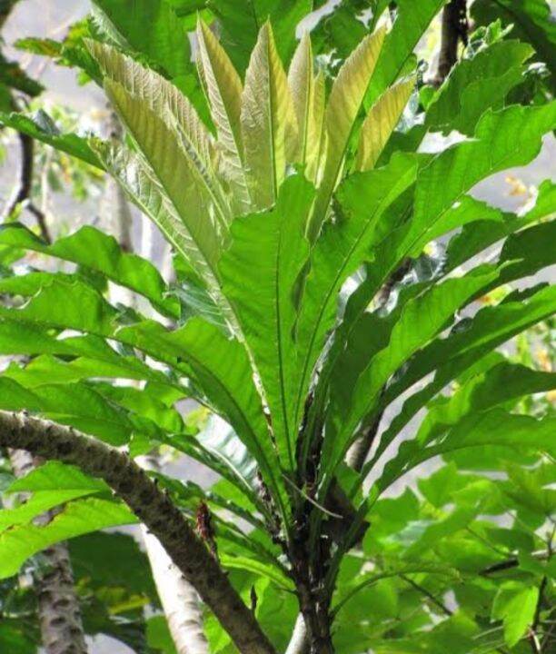 niyog niyogan live plant | Lazada PH