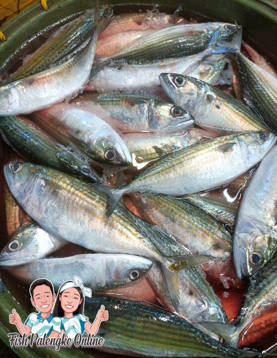 Alumahan, Alumahan Fish 1kg | Lazada PH