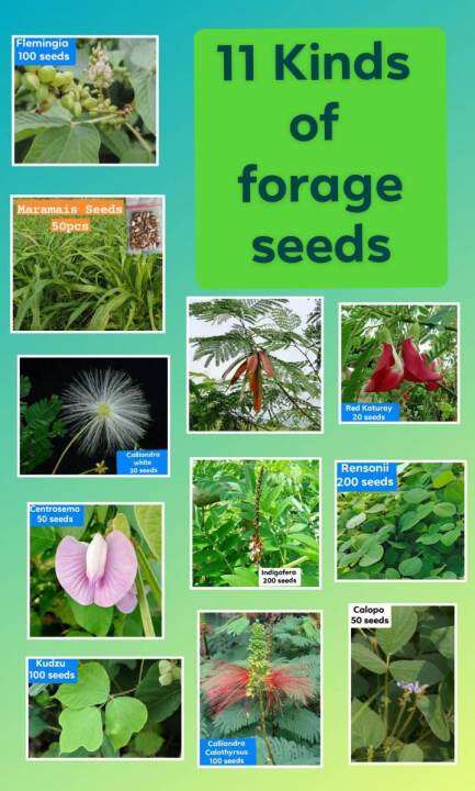 11 KINDS OF FORAGE SEEDS Flemingia 100 seeds Maramais 50 Calliandra 30 ...