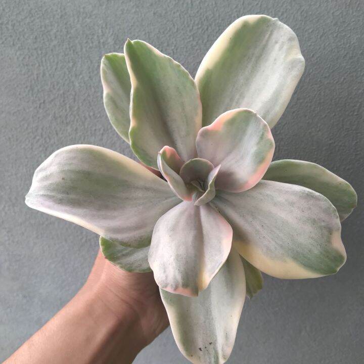 Sukulen Echeveria Decora sekulen Echeveria gibbiflora 'Metallica ...