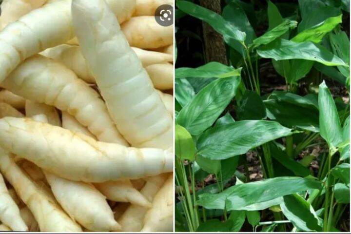 jual umbi angkrik/umbi garut/terigu kampung | Lazada Indonesia