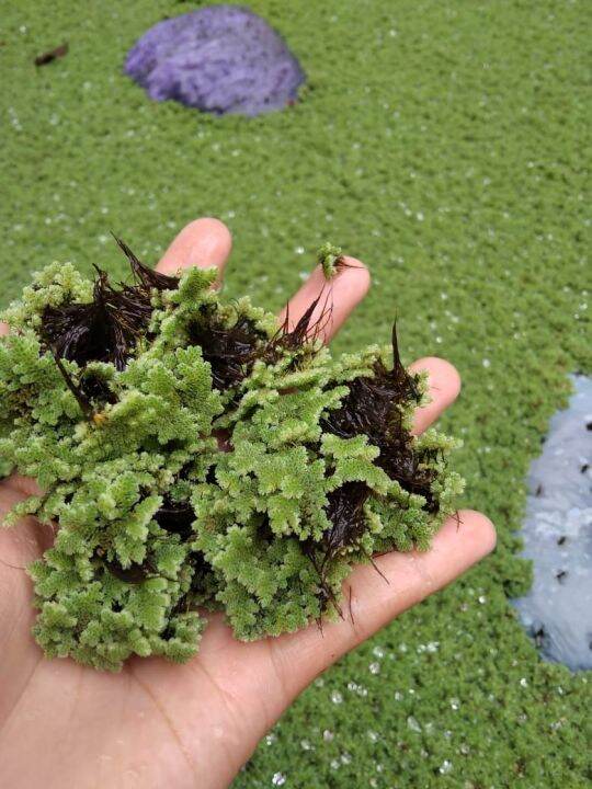 bibit azolla 1kg benih azola micropylla | Lazada Indonesia