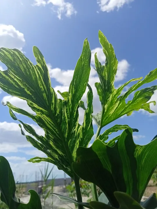 selloum silum sellium Sahod yaman Green/variegated | Lazada PH