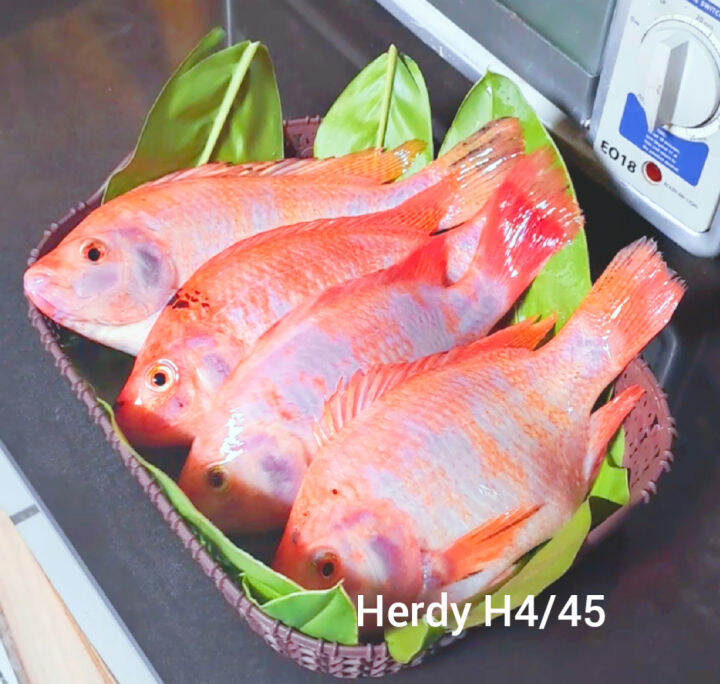 Ikan nila merah segar 5kg | Lazada Indonesia