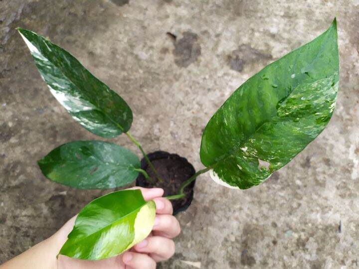 Epipremnum Pinnatum Albo Variegated Pothos | Lazada PH