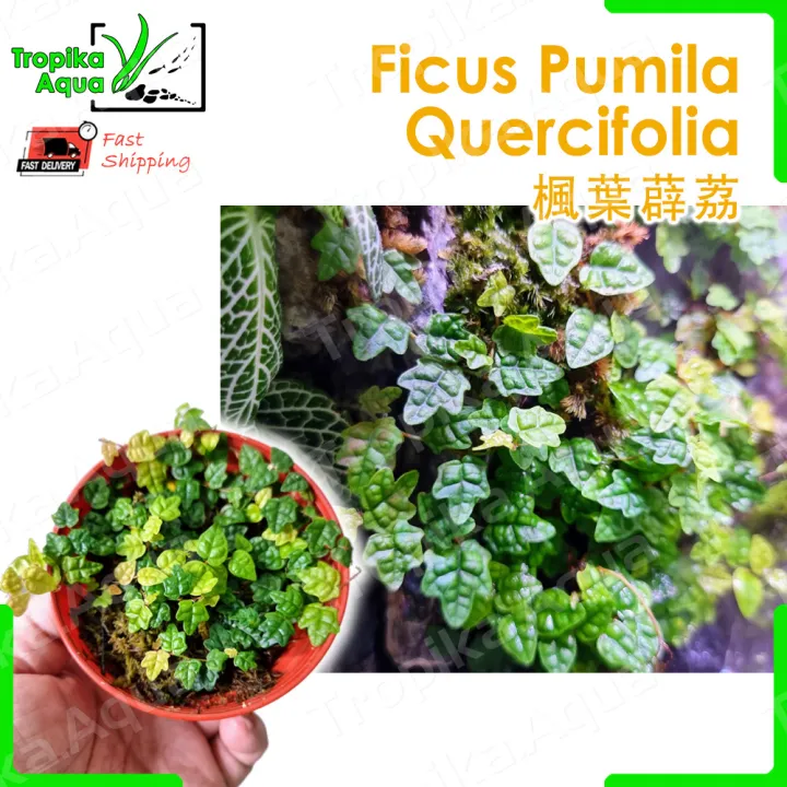 Ficus Pumila Quercifolia 楓葉薜荔 (Miniature Oakleaf Fig) - paludarium ...