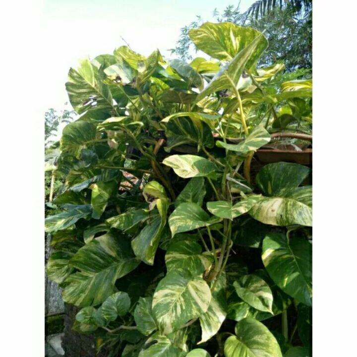 (Ukuran Big/Besar/Jumbo Daun 3-4) Sirih Gading Variegata | Lazada Indonesia