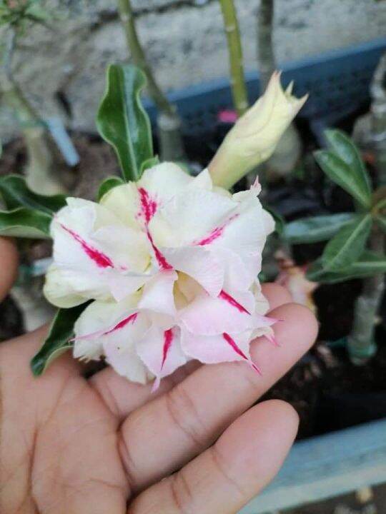 ADENIUM DESERT ROSE Bonsai multi petals Thailand Variety | Lazada PH