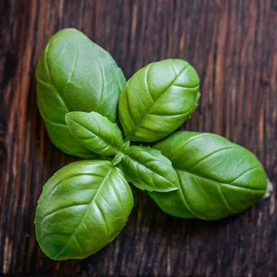 Tanaman Basil | Lazada Indonesia
