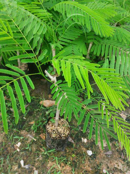 ต้นชะอม แบบชำ /ซื้อ 3 แถม1ถุง/แบบไร้หนาม ตัดแล้วแตกยอดทั้งปี | Lazada.co.th