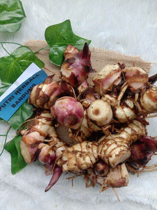 UBI GANYONG MANIS PULEN SEGAR PER 1 KG | Lazada Indonesia