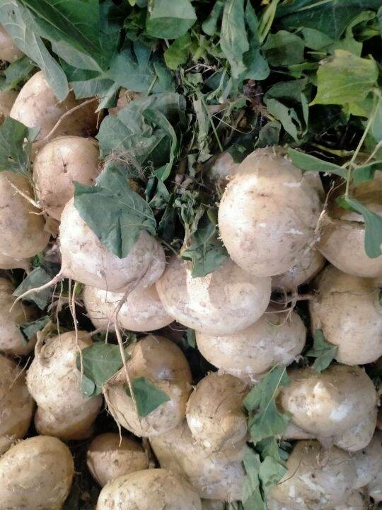 1 Kilo Singkamas (Metro Manila Only) | Lazada PH