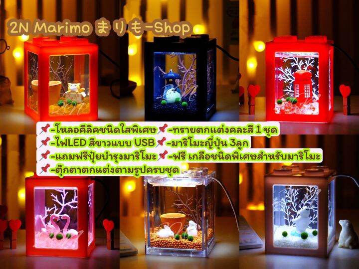 (สินค้าพร้อมส่ง) มาริโมะ Marimo Set L แถมฟรีอุปกรณ์ครบชุดพร้อมเลี้ยง | Lazada.co.th