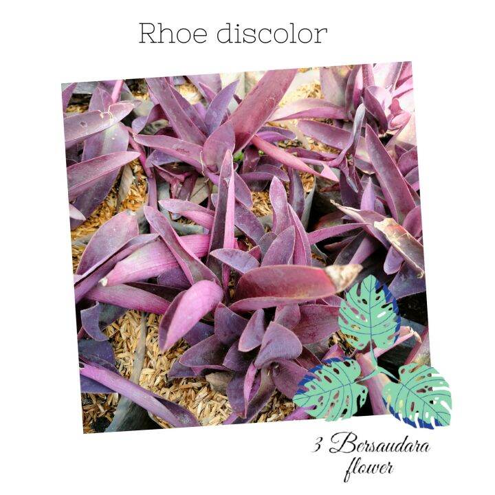 Rhoe discolor tanaman adam hawa ungu bisa bayar ditempat | Lazada Indonesia