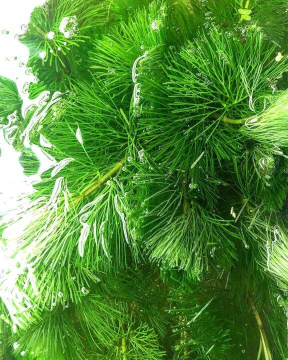 Aquatic live plant: Cabomba Green | Lazada