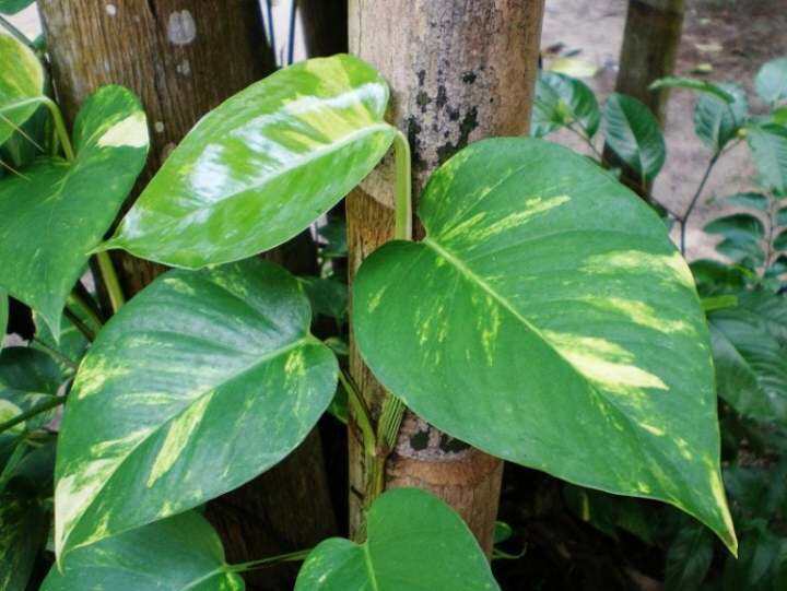 Giant Pothos real plant / Big Leaf Pothos/ Giant Money plant / Giant ...