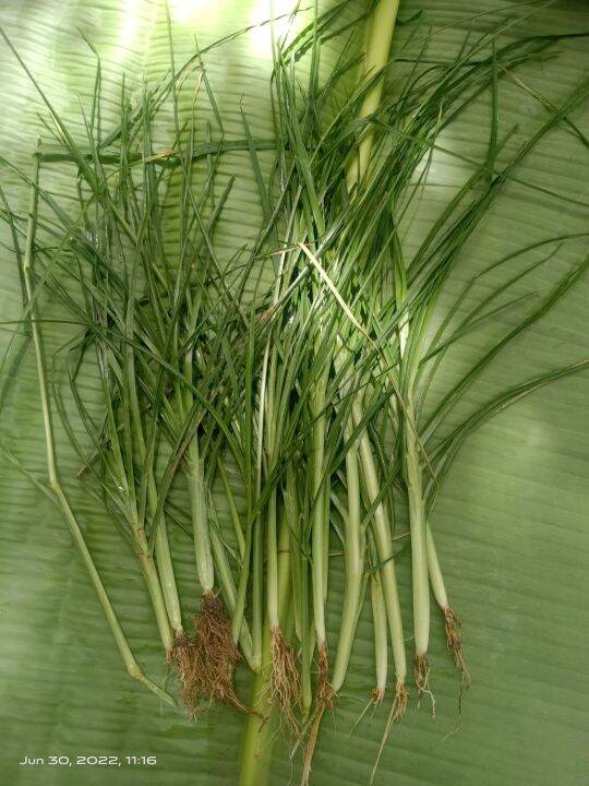 Paragis grass plant 20pcs | Lazada PH