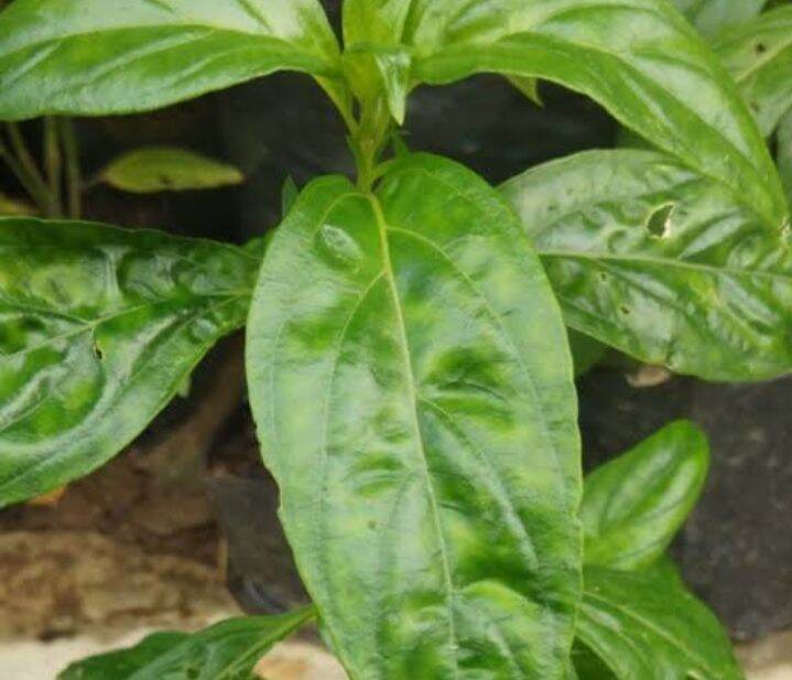 Serpentina live plant | Lazada PH