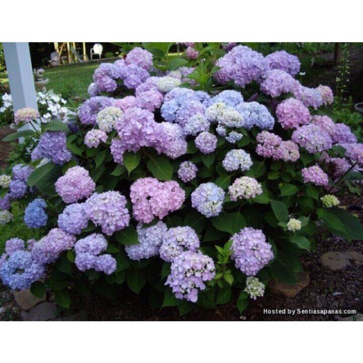 Anak Pokok Bunga Siti Zubaidah / Hydrangea / Bunga Kembang Tiga Bulan ...