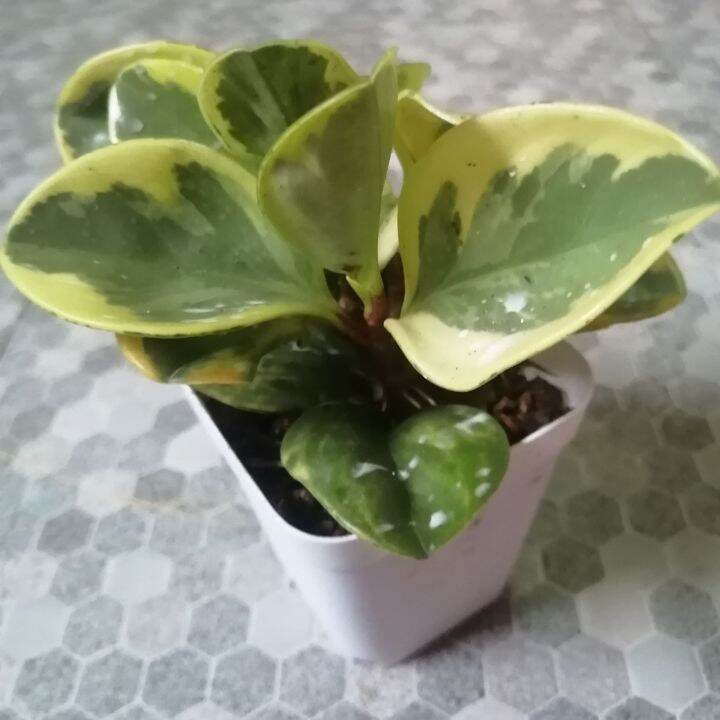 Peperomia obtusifolia variegata | Lazada PH