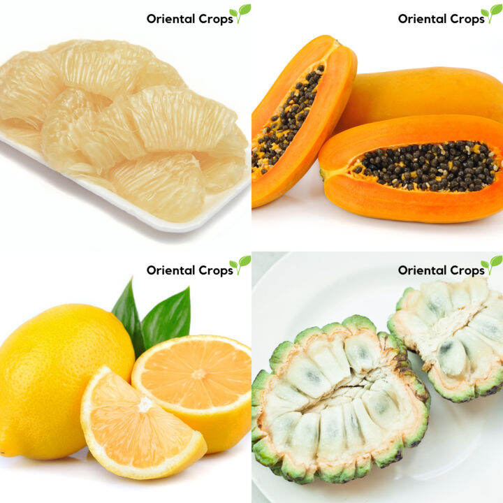 binhi pantanim seeds for planting suha dwarf papaya lemon atis | Lazada PH
